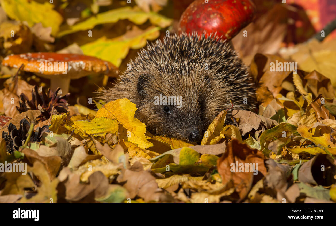 Igel, native, wild, Europäische Igel im natürlichen Lebensraum der ...