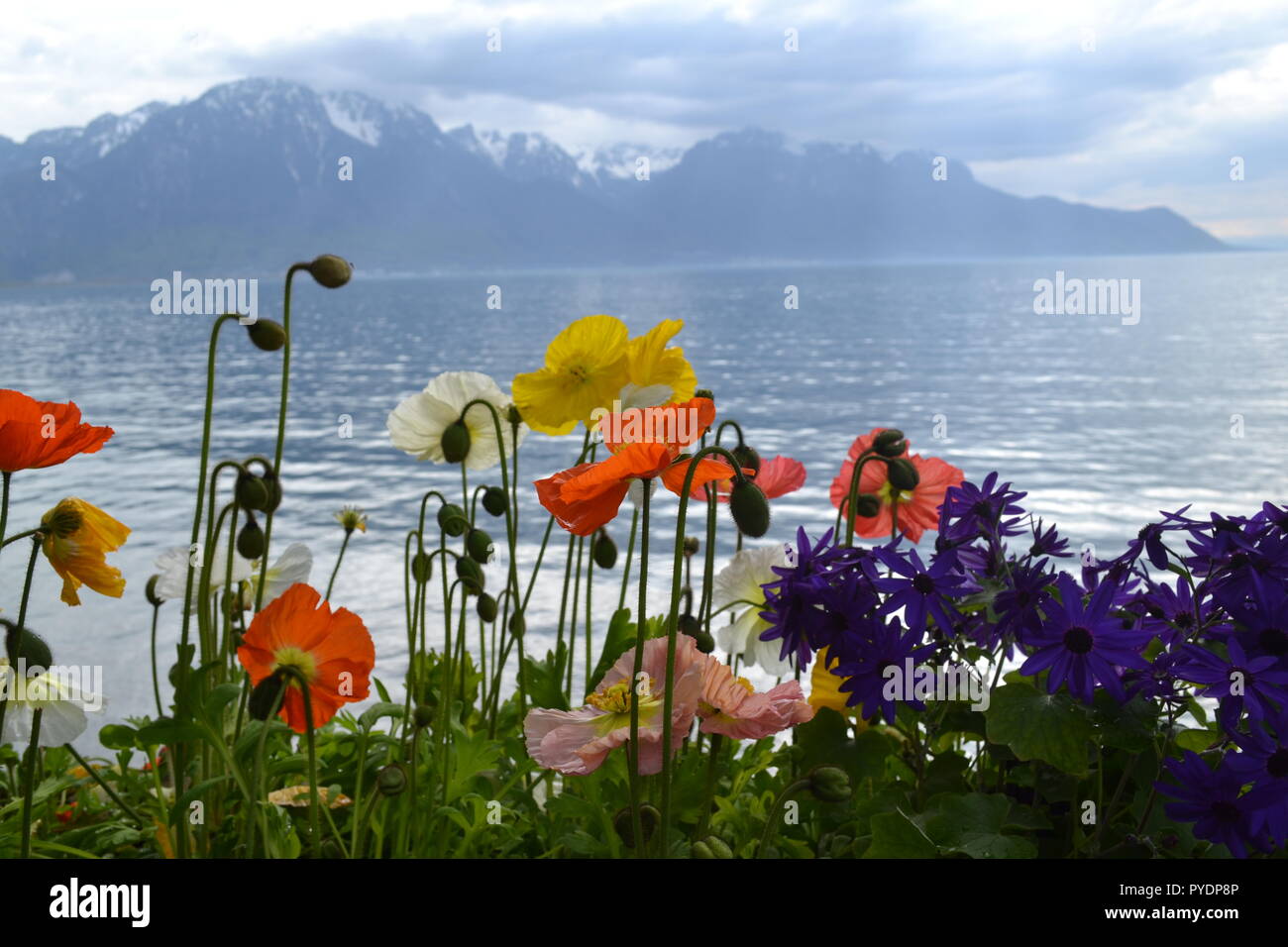 Von Montreux Promenade ist ein schöner Spaziergang, die an den Genfer ...