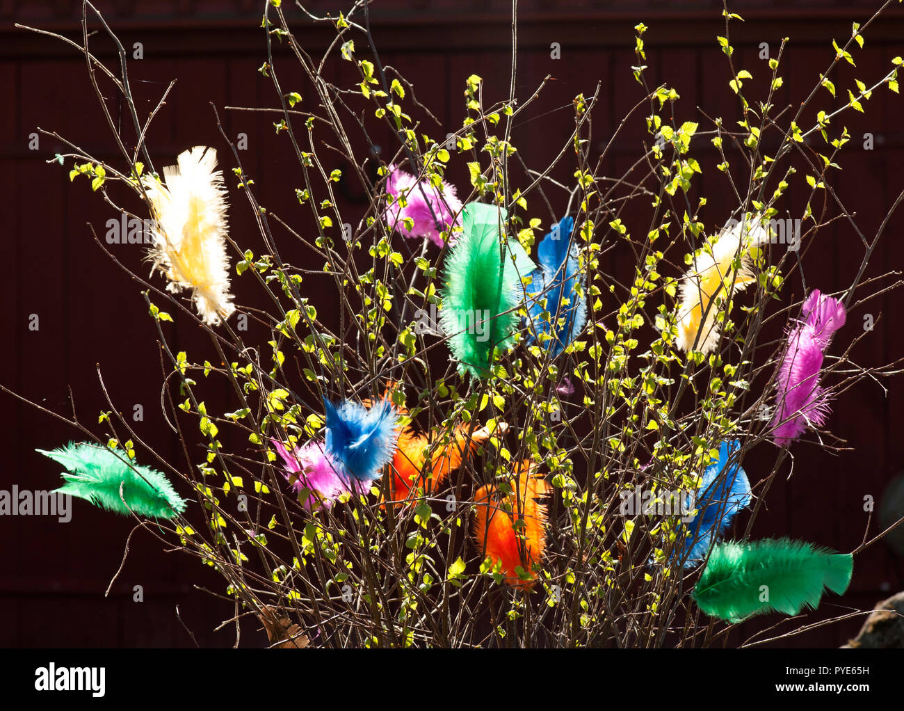 Endothermes tier -Fotos und -Bildmaterial in hoher Auflösung – Alamy