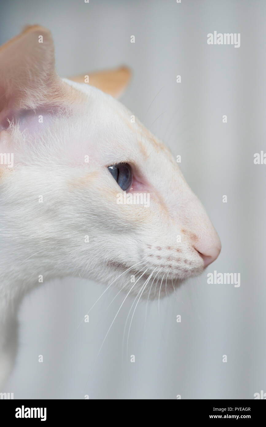 Seitenprofil einer katze -Fotos und -Bildmaterial in hoher Auflösung ...