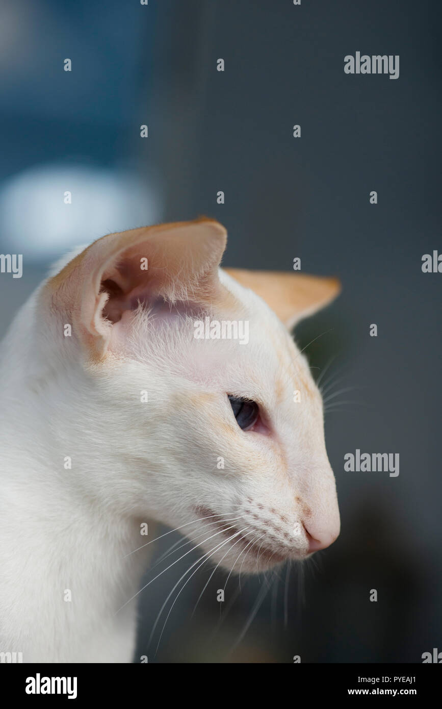 Katzenkopf mit seitlichem profil -Fotos und -Bildmaterial in hoher ...