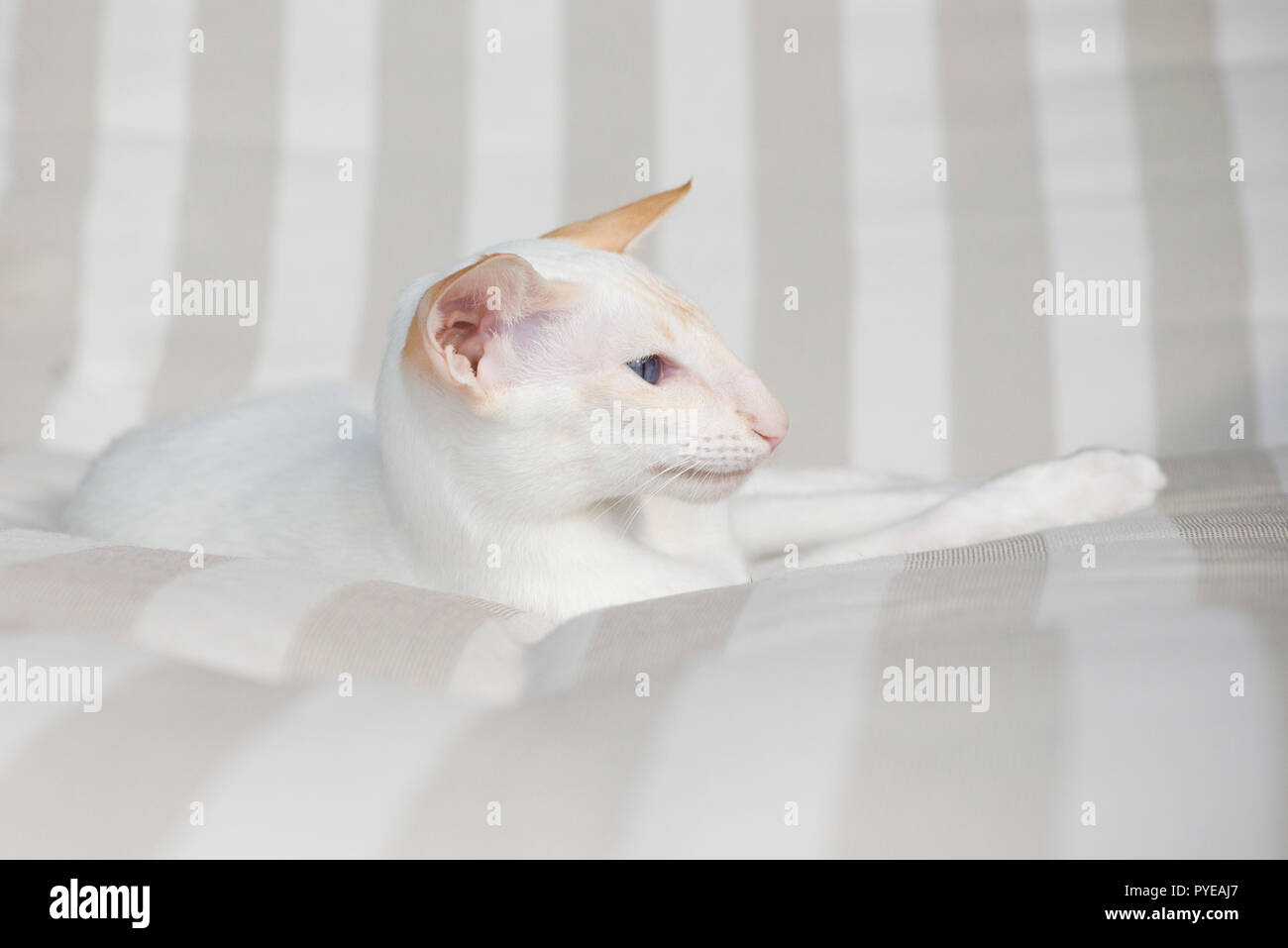 Auf dem liegestuhl liegen -Fotos und -Bildmaterial in hoher Auflösung ...