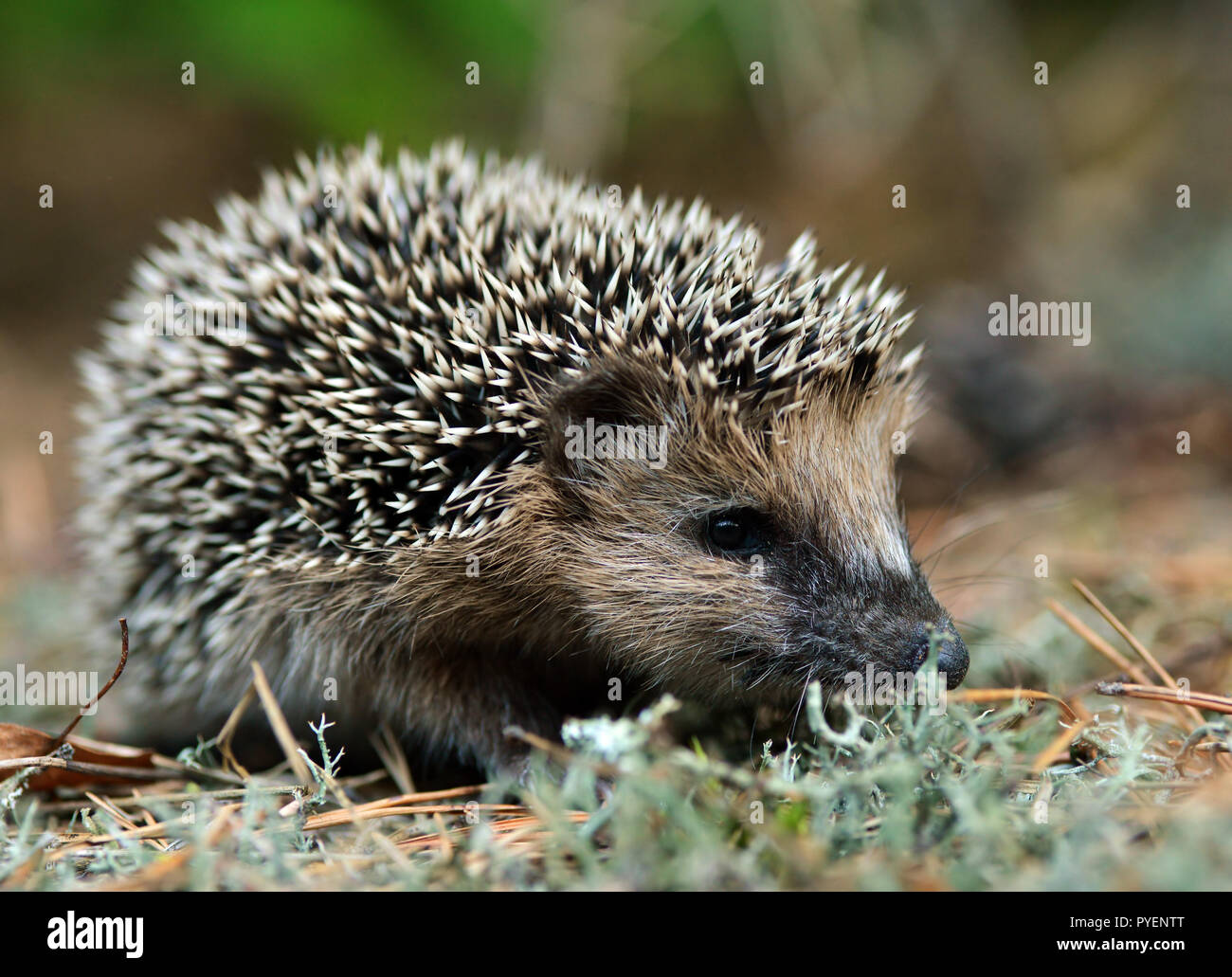 Igel in der sonne -Fotos und -Bildmaterial in hoher Auflösung – Alamy