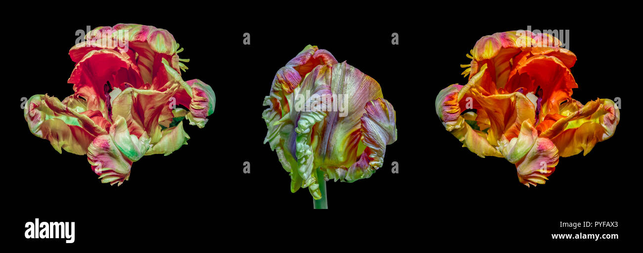 Fantastischer realismus stil -Fotos und -Bildmaterial in hoher Auflösung – Alamy