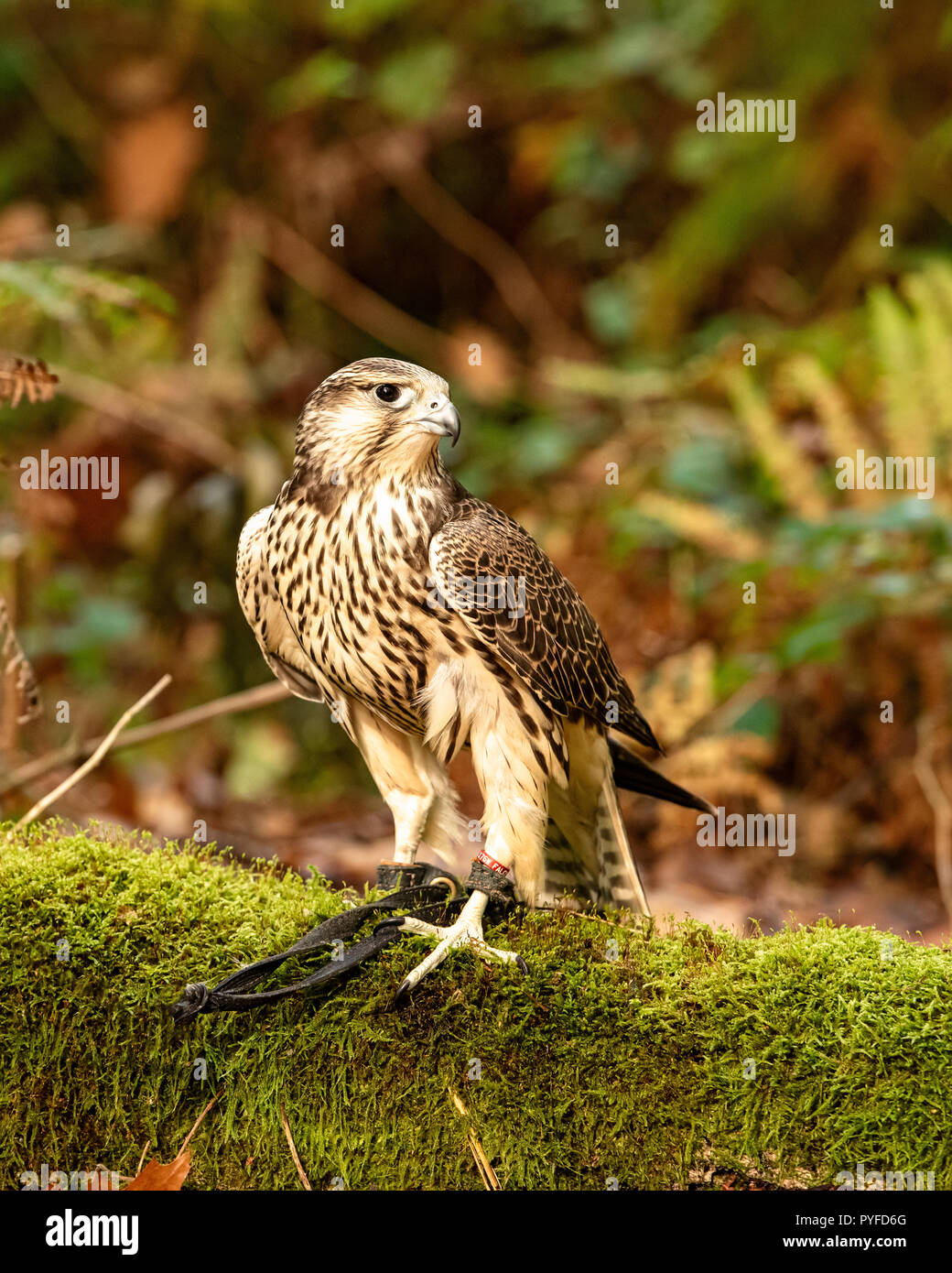 Gyr wanderfalke hybrid -Fotos und -Bildmaterial in hoher Auflösung – Alamy