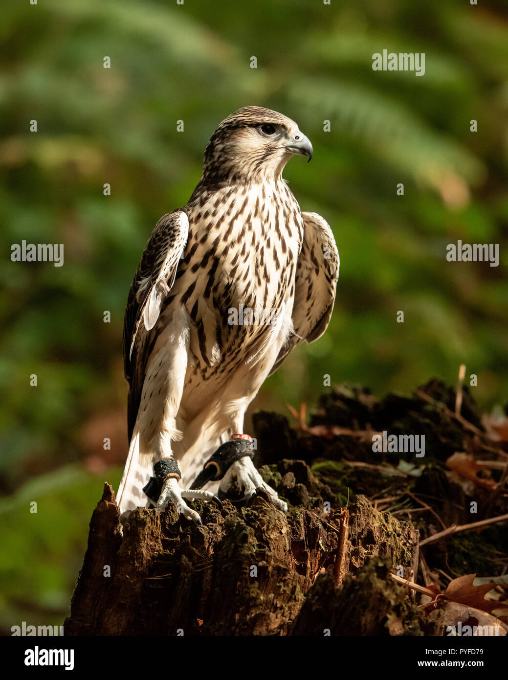 Gyr wanderfalke hybrid -Fotos und -Bildmaterial in hoher Auflösung – Alamy