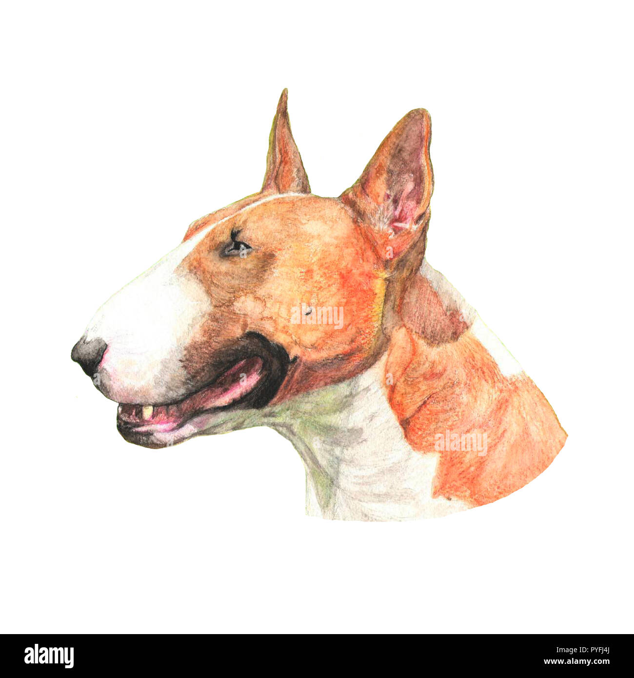 Hundeportrait hand gezeichnete Skizze. Realistische hund Kopf Profil ...
