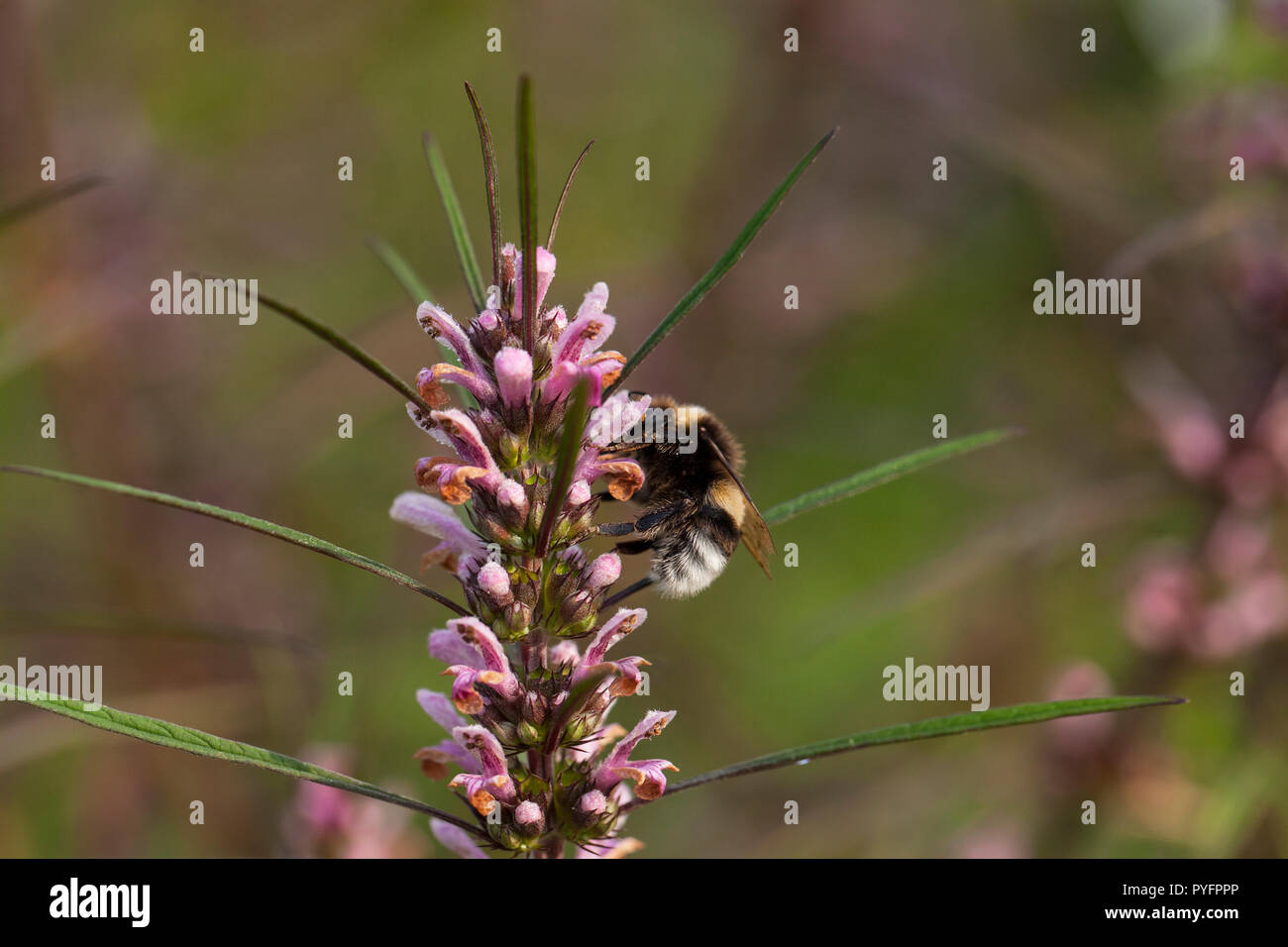 Leonurus sibiricus -Fotos und -Bildmaterial in hoher Auflösung – Alamy