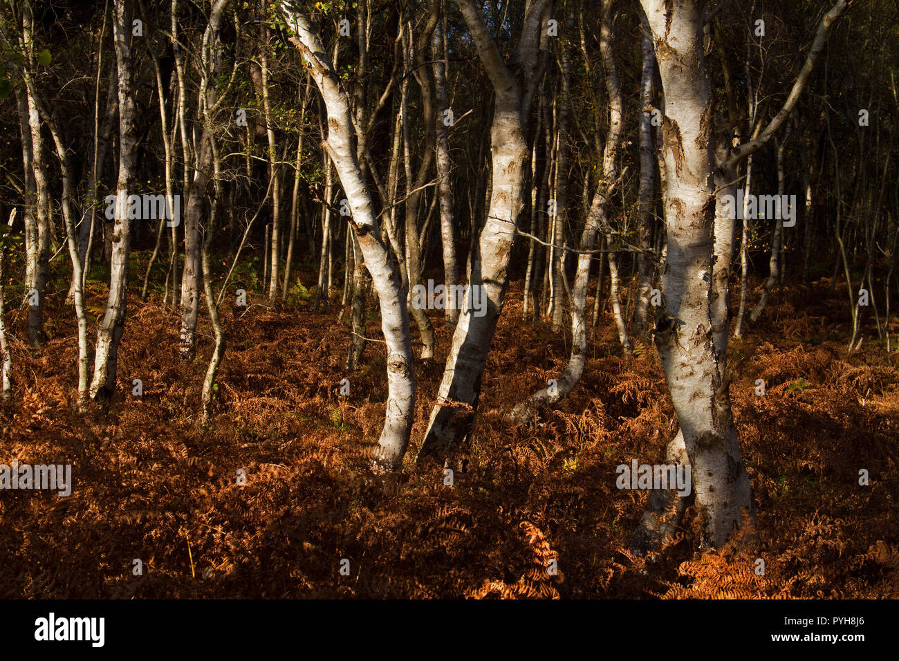 Birke Wald mit Unterholz von Buckler Farne im Herbst, der weißen Rinde ...