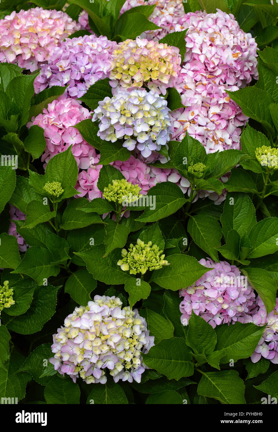 Hortensia azores -Fotos und -Bildmaterial in hoher Auflösung – Alamy