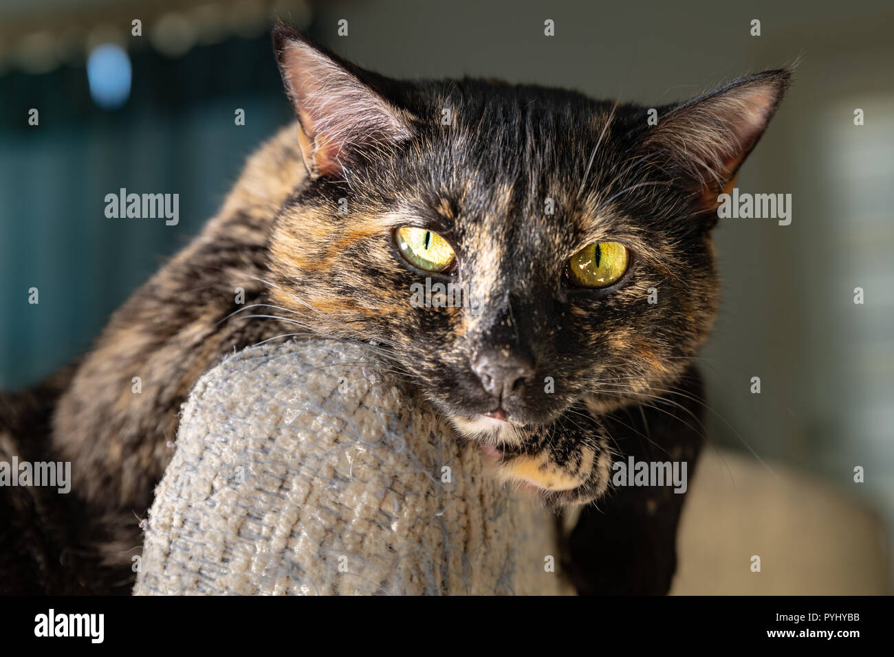 Schildpatt tabby katzenrasse -Fotos und -Bildmaterial in hoher ...