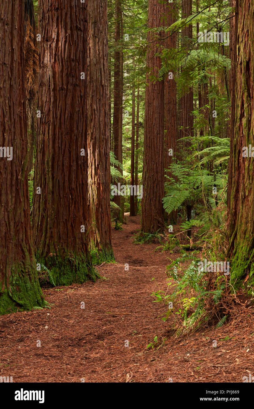 Redwood forest rotorua new zealand -Fotos und -Bildmaterial in hoher ...