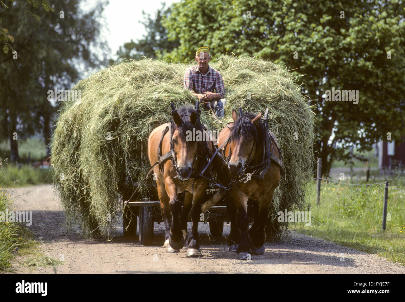 Feed horses in winter -Fotos und -Bildmaterial in hoher Auflösung – Alamy