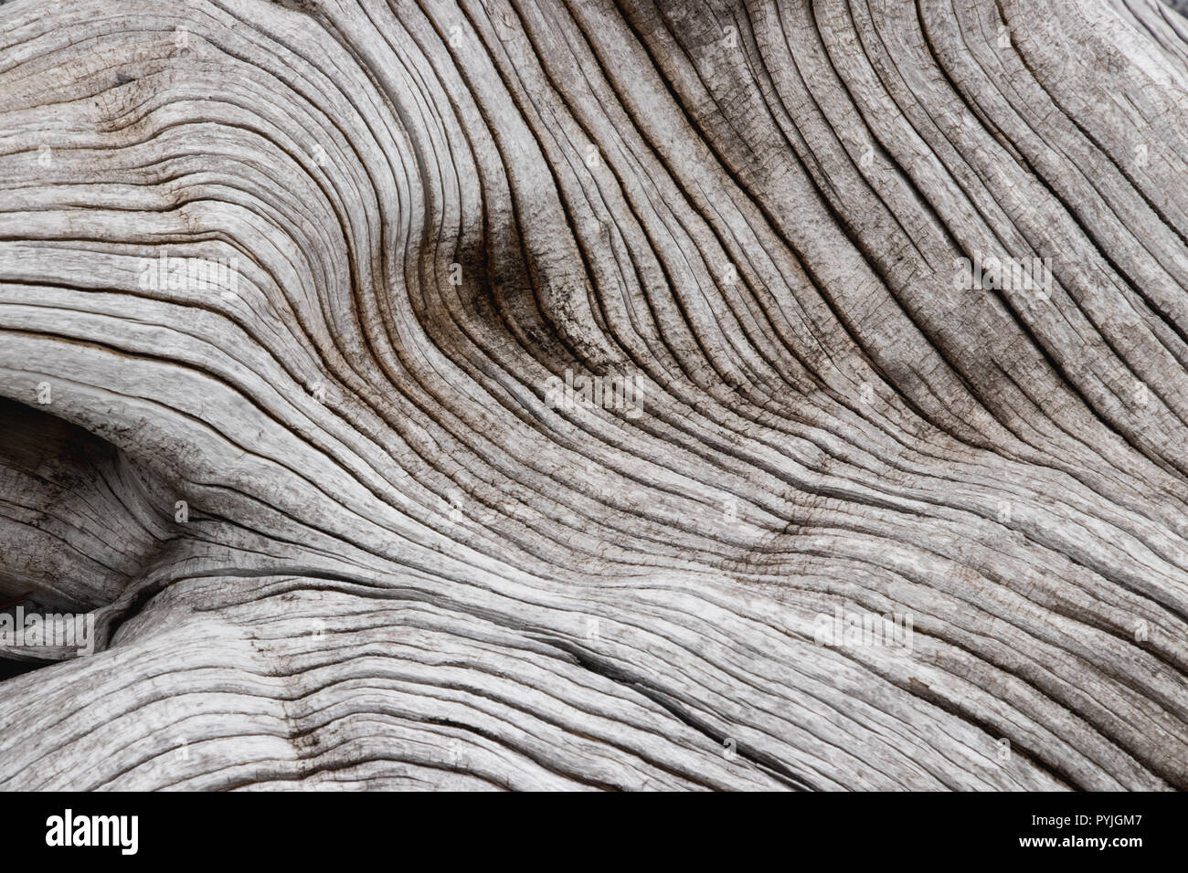 Kiefer holz textur -Fotos und -Bildmaterial in hoher Auflösung – Alamy