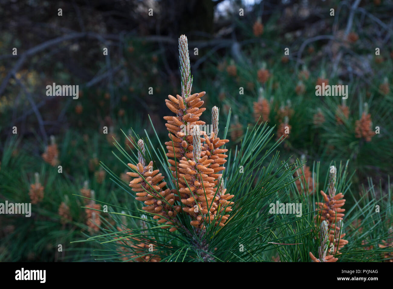 Pinus radiata plantation -Fotos und -Bildmaterial in hoher Auflösung ...