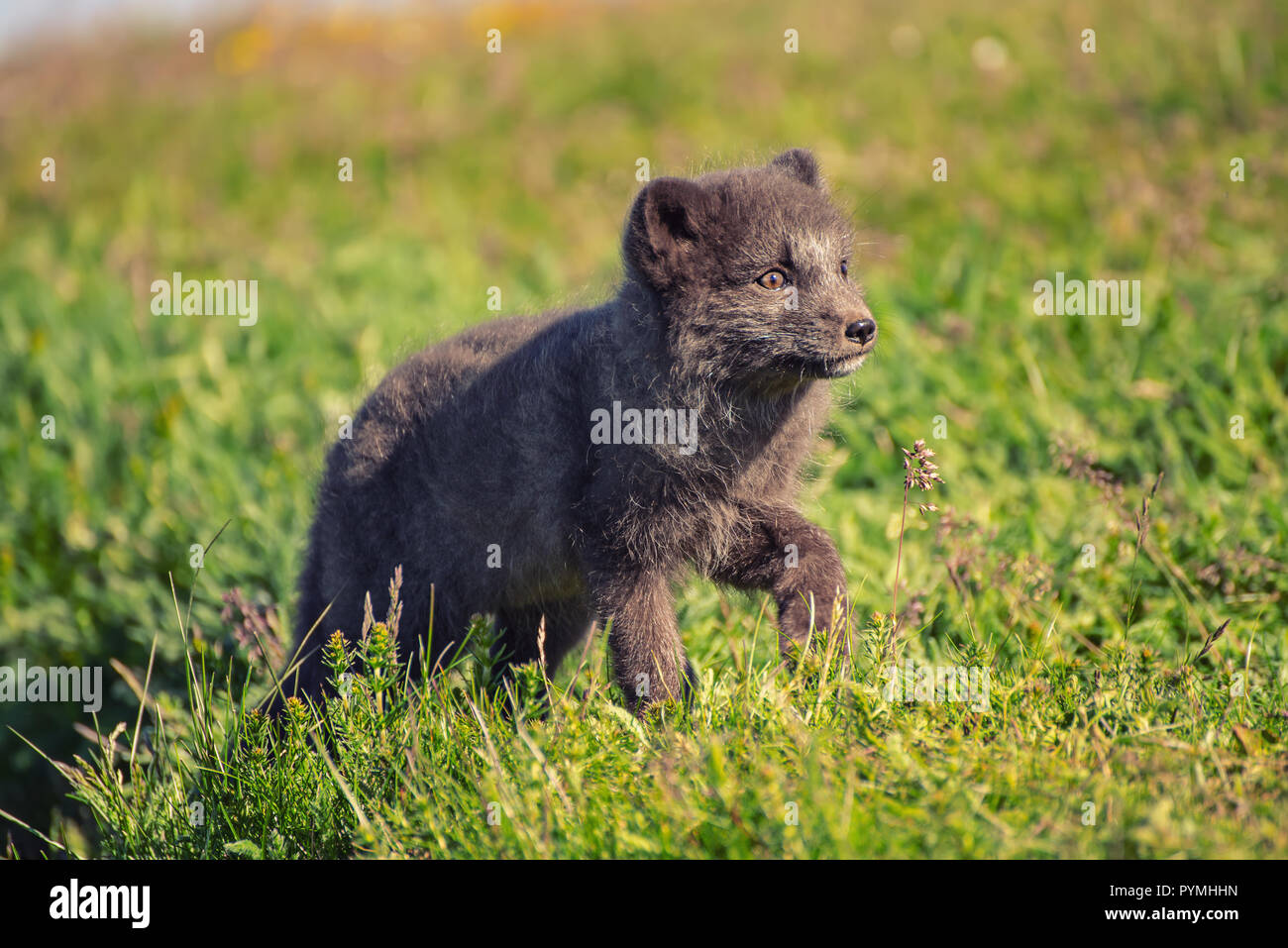Fuchs Welpe Stockfotos und -bilder Kaufen - Alamy