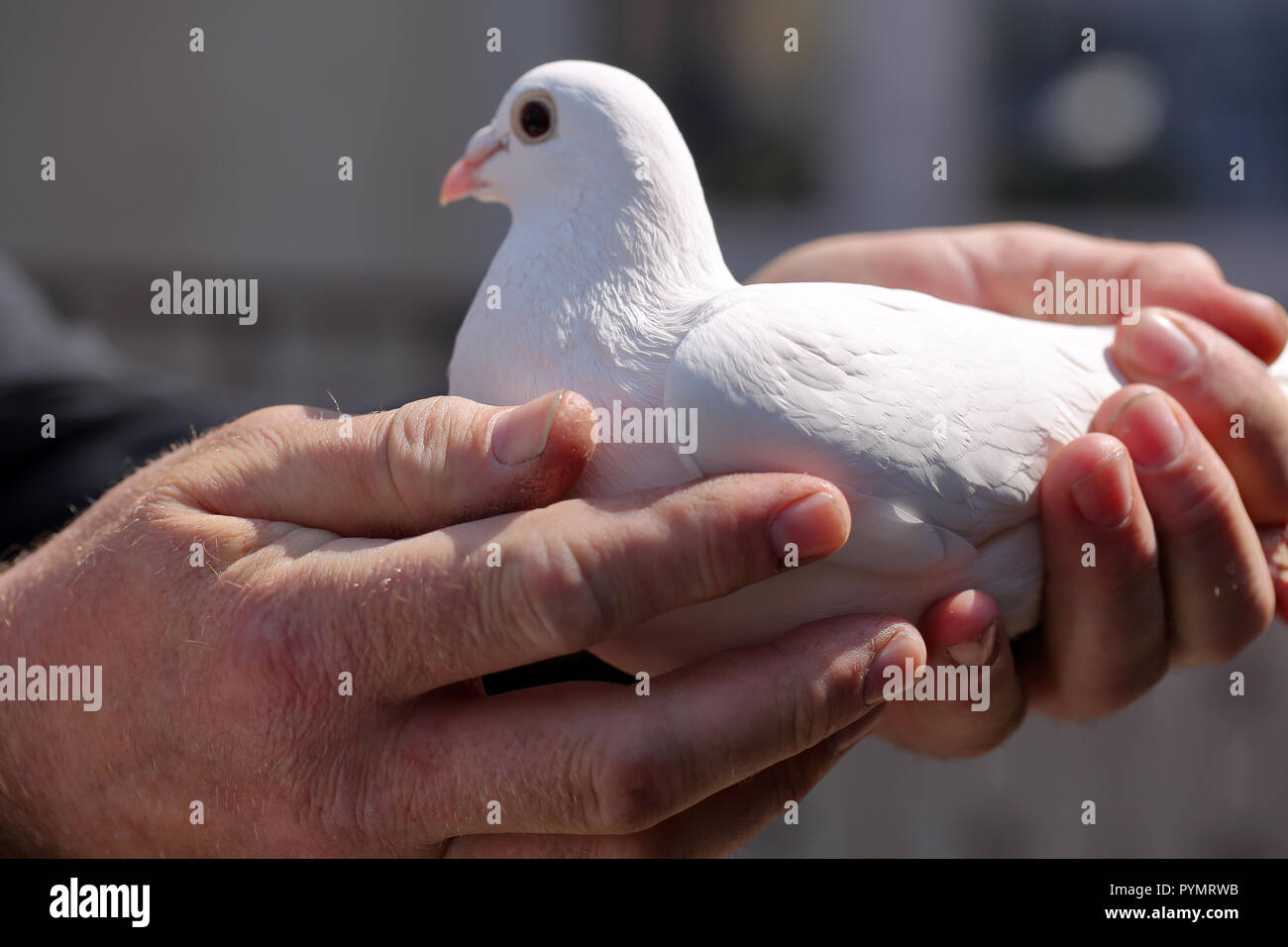 Weiße Taube in den Händen der Züchter Stockfotografie - Alamy