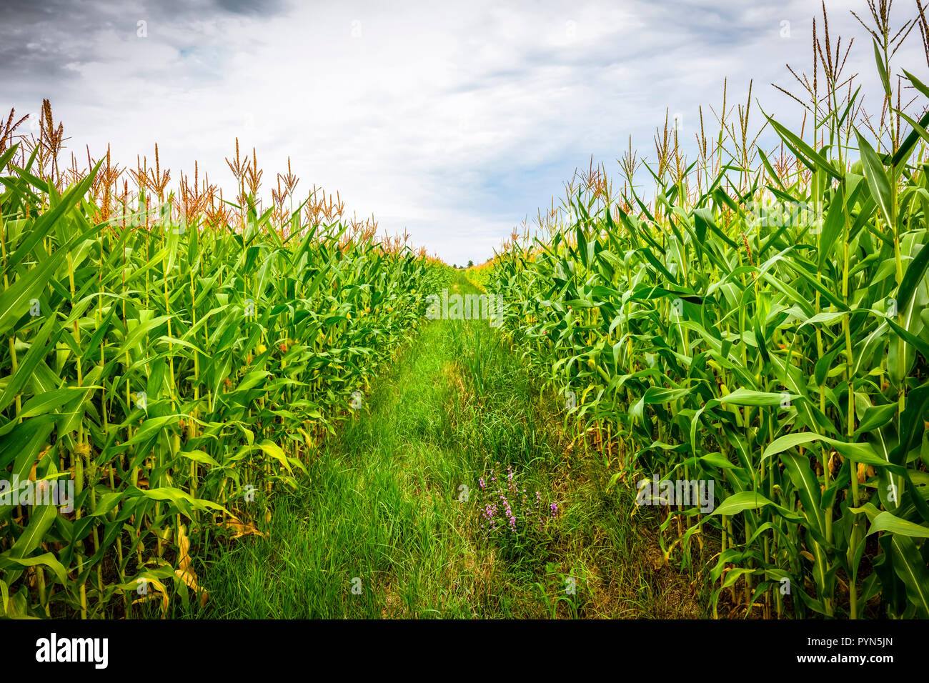 Maisfeld maisfeld -Fotos und -Bildmaterial in hoher Auflösung – Alamy