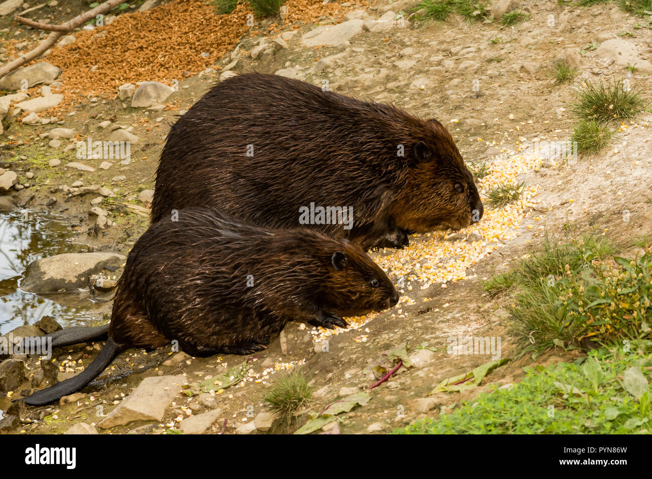 Biber mutter baby -Fotos und -Bildmaterial in hoher Auflösung – Alamy