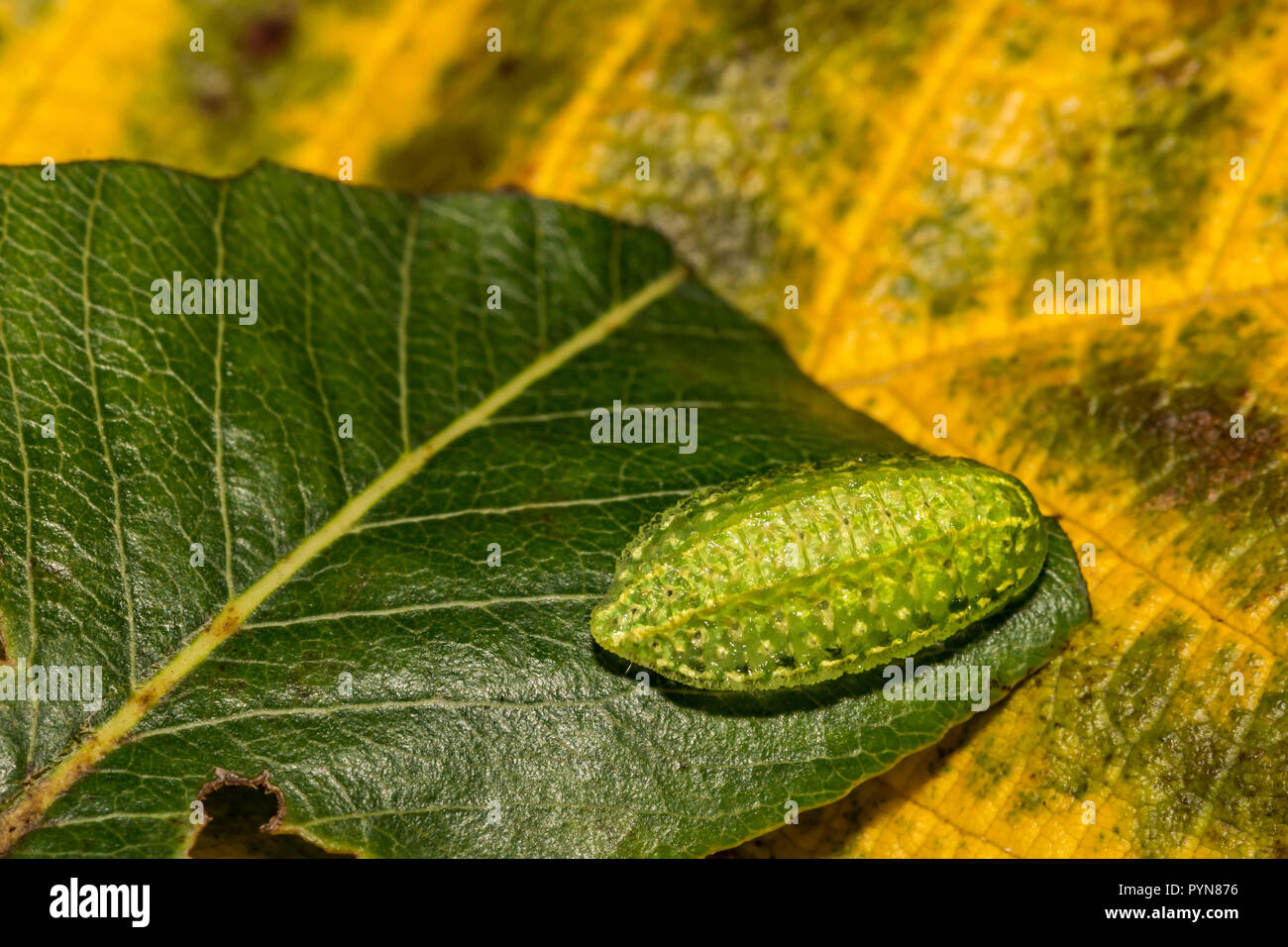 Young slug -Fotos und -Bildmaterial in hoher Auflösung – Alamy