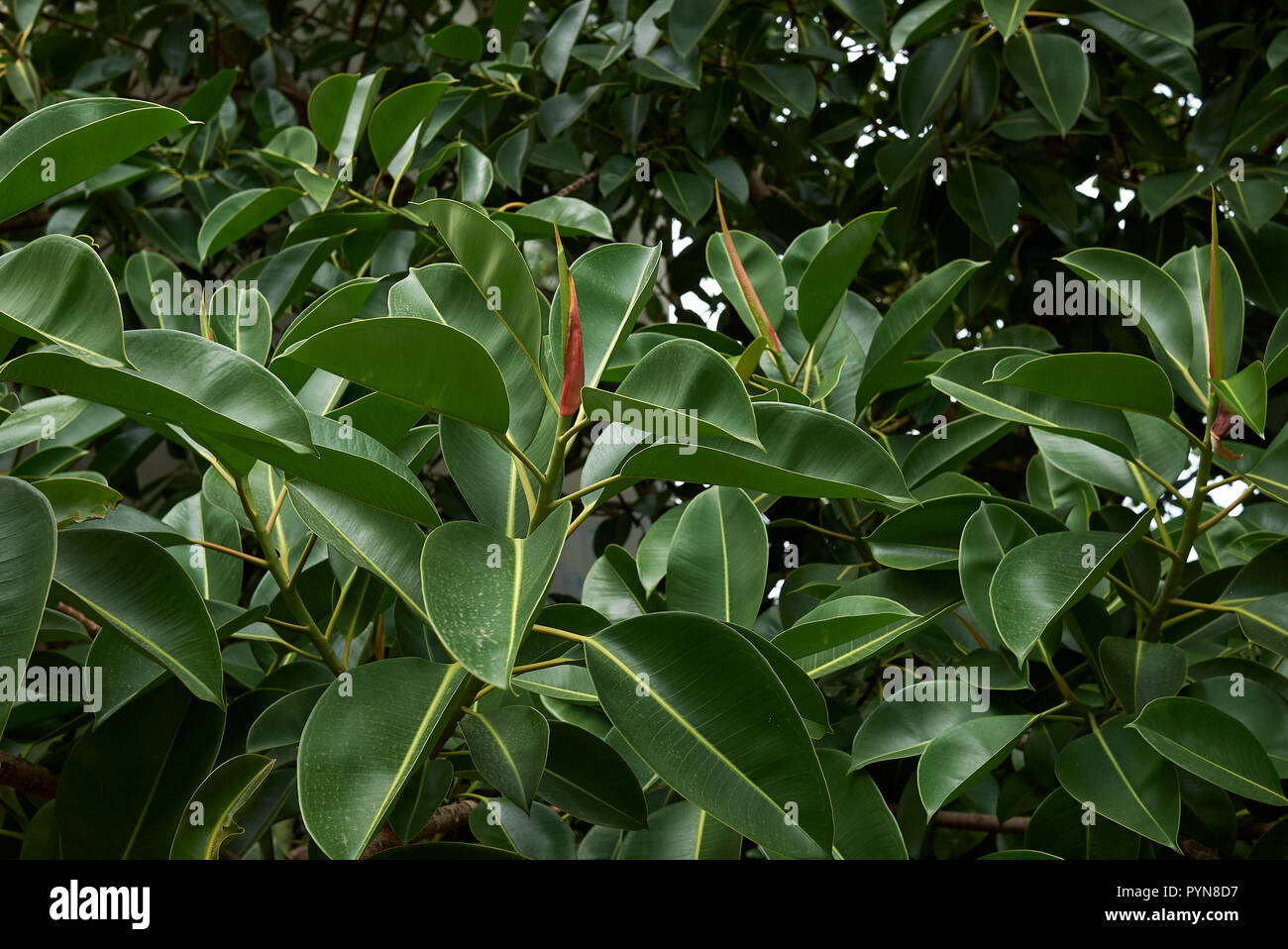 Das maulbeerbaum gasthaus -Fotos und -Bildmaterial in hoher Auflösung ...