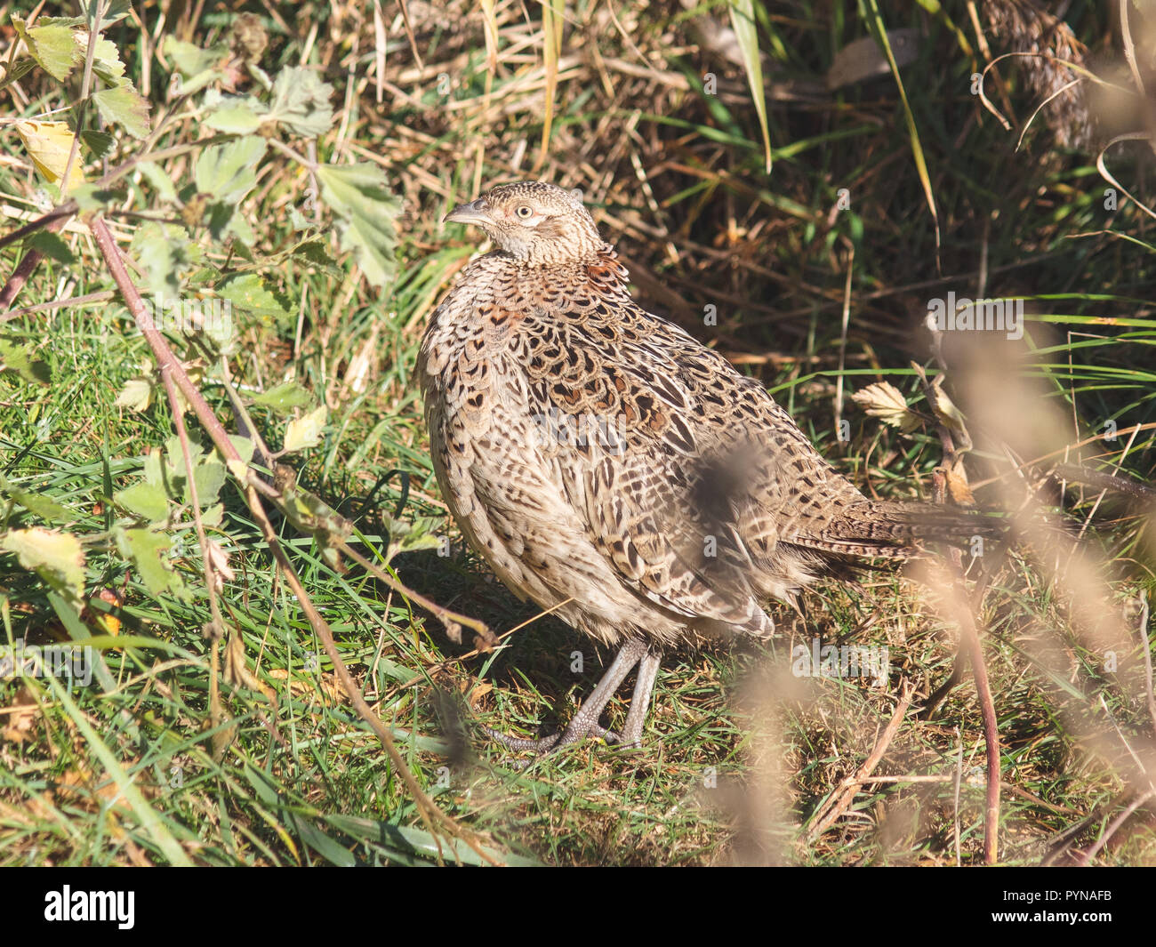 Fasan weibliche henne -Fotos und -Bildmaterial in hoher Auflösung – Alamy