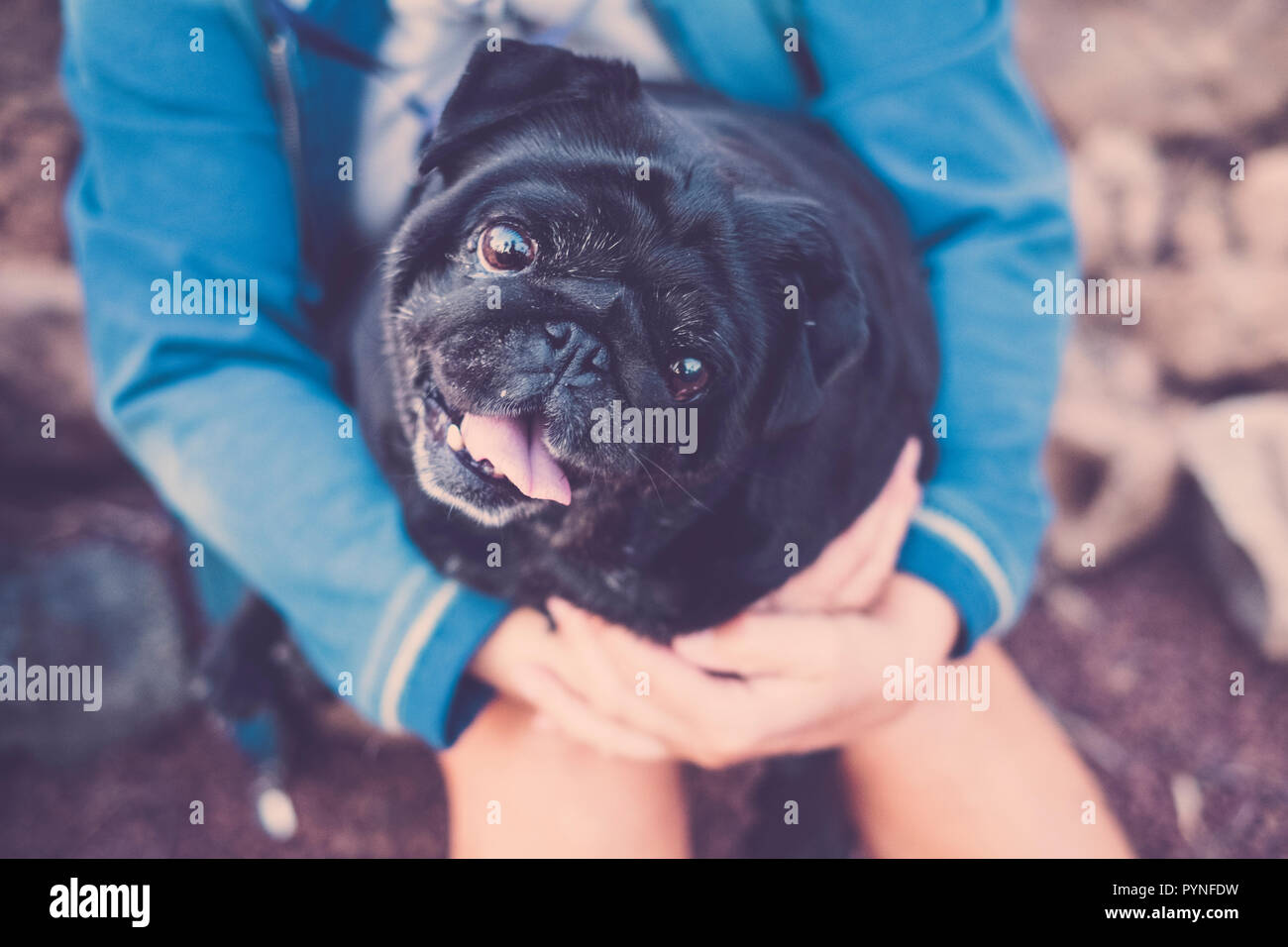 Mops, Der Herein Zur Kamera Schaut Stockfotos und -bilder Kaufen - Alamy