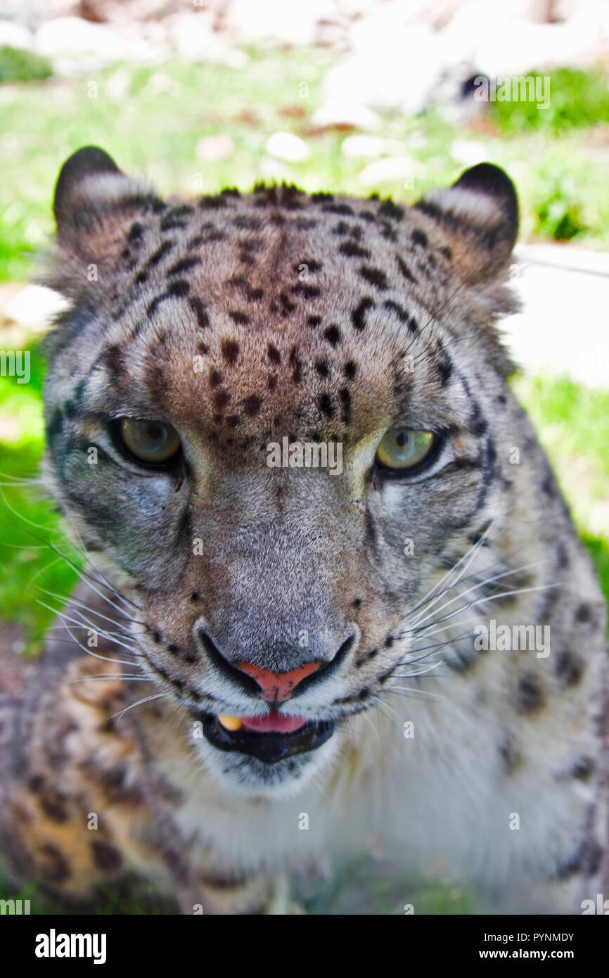 Amur leopard conservation -Fotos und -Bildmaterial in hoher Auflösung ...