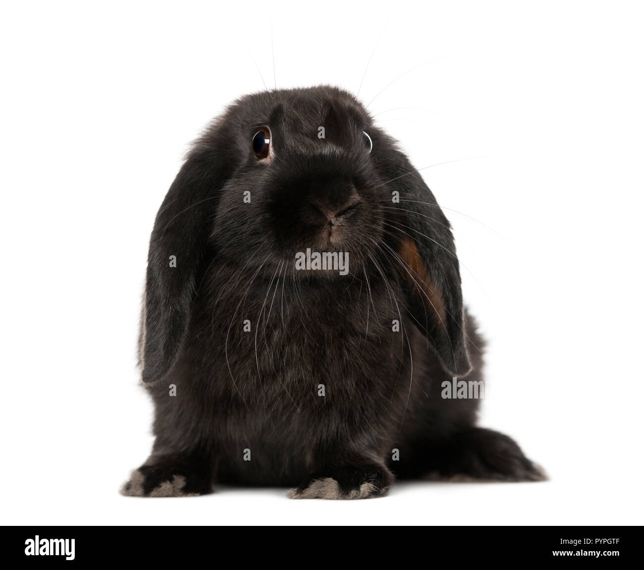 Der schwarze hase -Fotos und -Bildmaterial in hoher Auflösung – Alamy