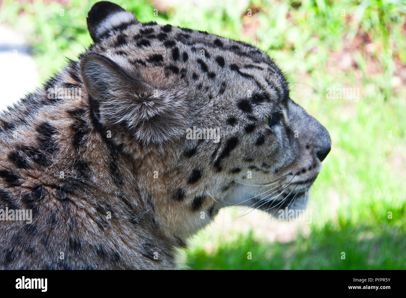 Amur leopard conservation -Fotos und -Bildmaterial in hoher Auflösung ...