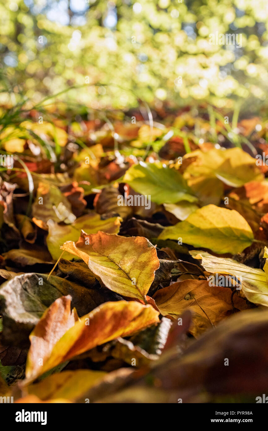 Herbstlaub Auf Dem Waldboden Stockfotos und -bilder Kaufen - Alamy