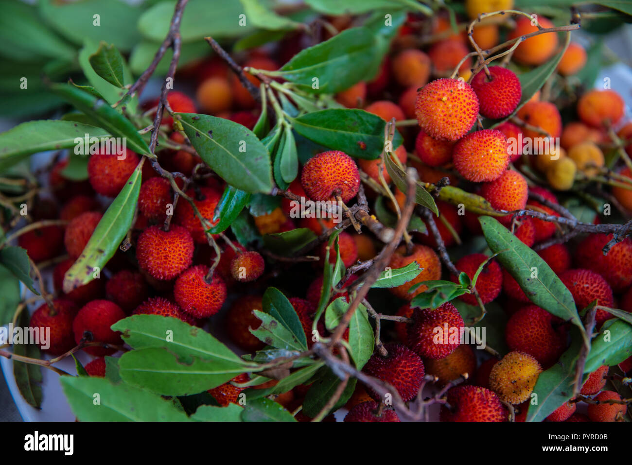 Frutta stagionale -Fotos und -Bildmaterial in hoher Auflösung – Alamy