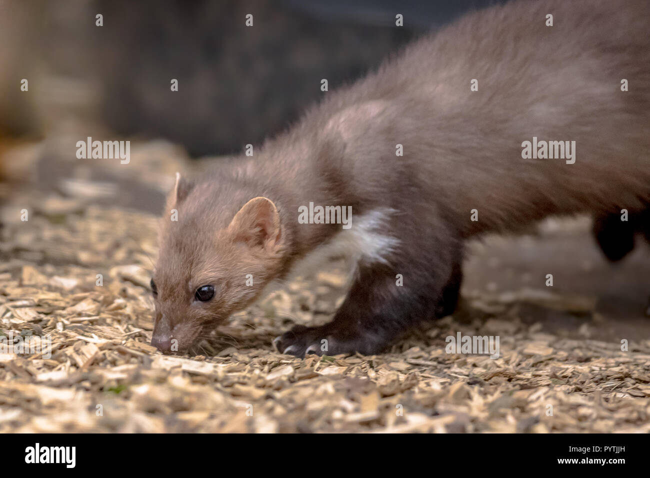 Steinmarder (Martes foina), auch bekannt als Steinmarder oder Haus ...