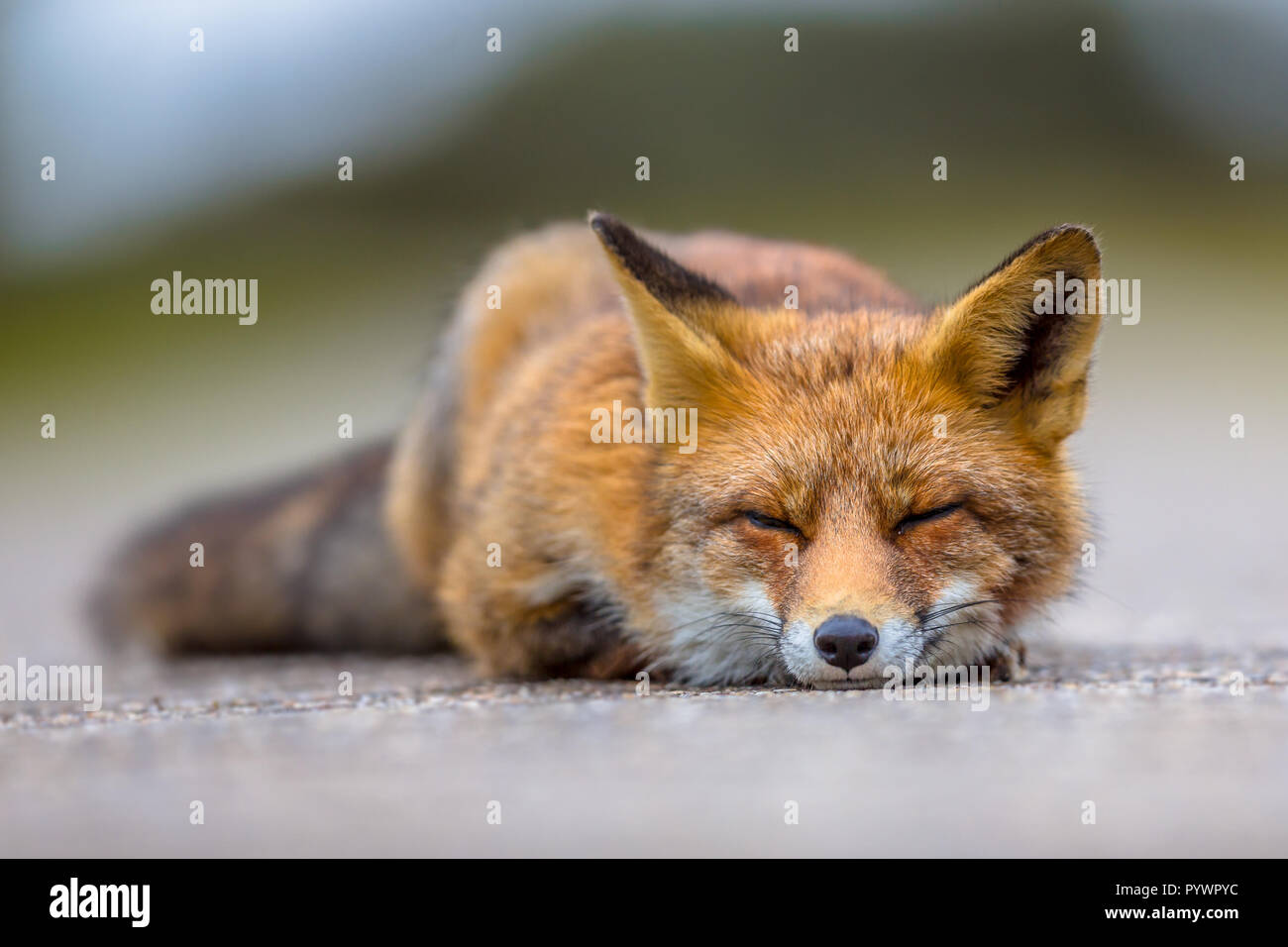 Kreuz fuchs rotfuchs -Fotos und -Bildmaterial in hoher Auflösung ...