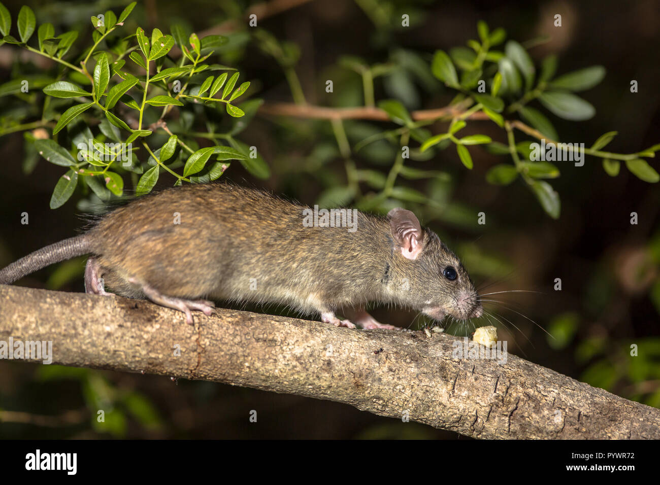 Apodemus mystacinus -Fotos und -Bildmaterial in hoher Auflösung – Alamy