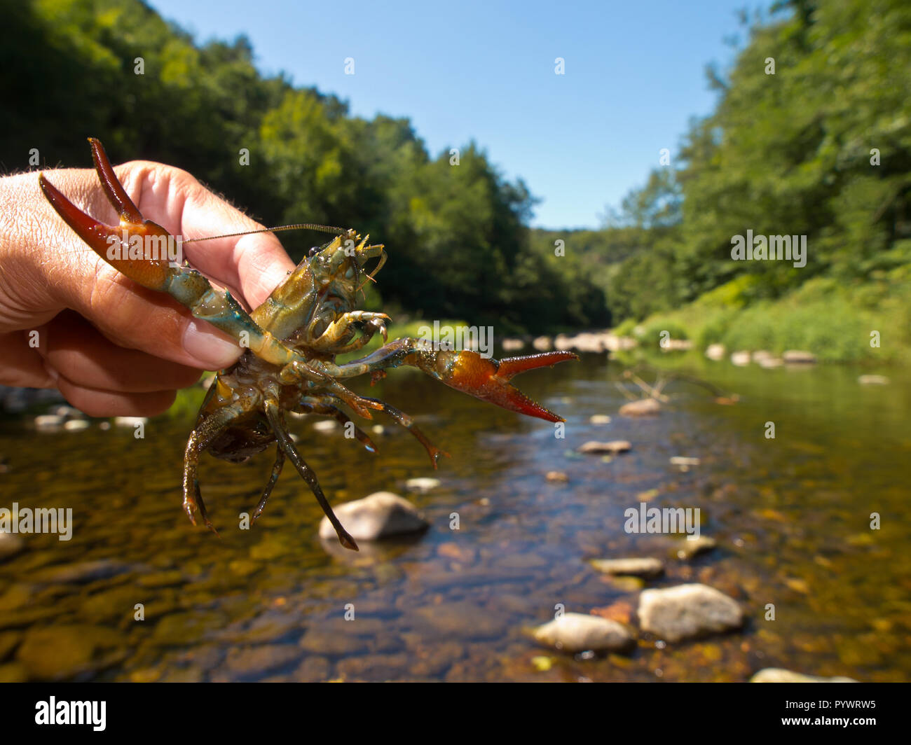 Essbare krebse -Fotos und -Bildmaterial in hoher Auflösung – Alamy