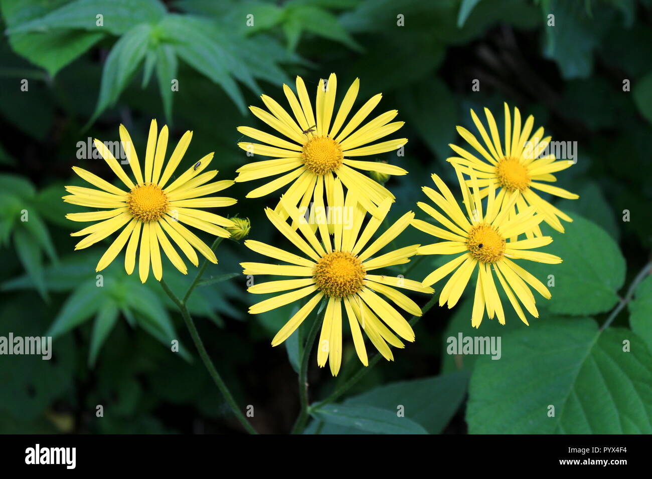 Weidenblatt ochsenauge -Fotos und -Bildmaterial in hoher Auflösung – Alamy