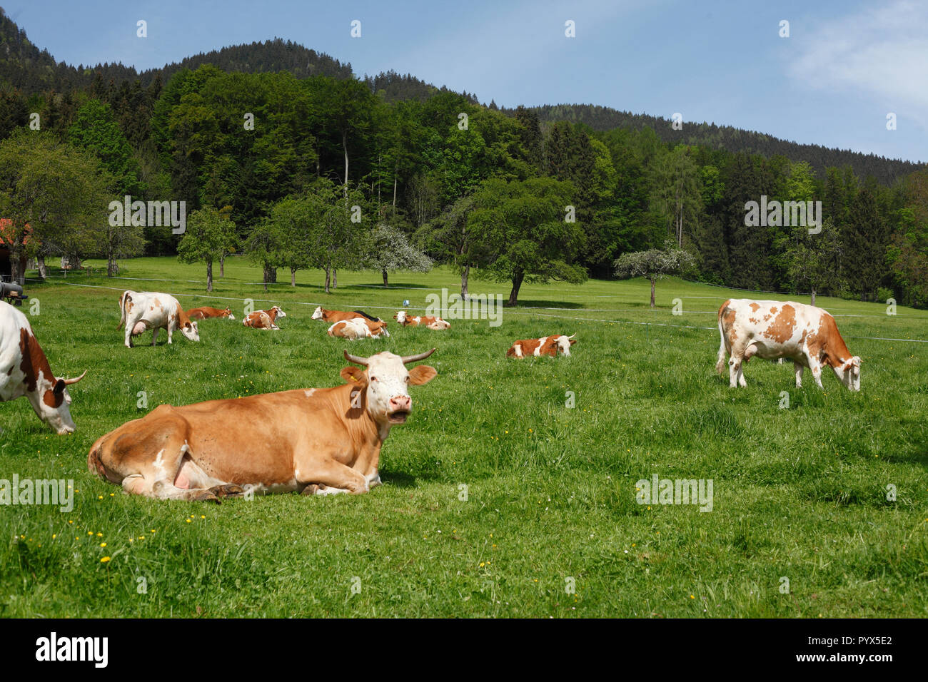 Kühe auf der Alm, St. Margarethen, Brannenburg, Oberbayern, Bayern ... Kühe auf der Alm, St. Margarethen, Brannenburg, Oberbayern, Bayern ...