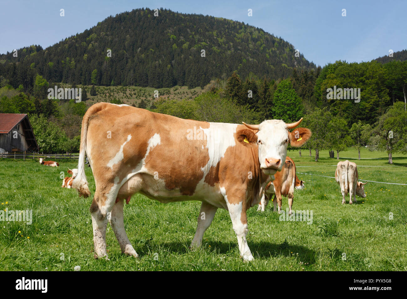Kühe auf der Alm, St. Margarethen, Brannenburg, Oberbayern, Bayern ... Kühe auf der Alm, St. Margarethen, Brannenburg, Oberbayern, Bayern ...