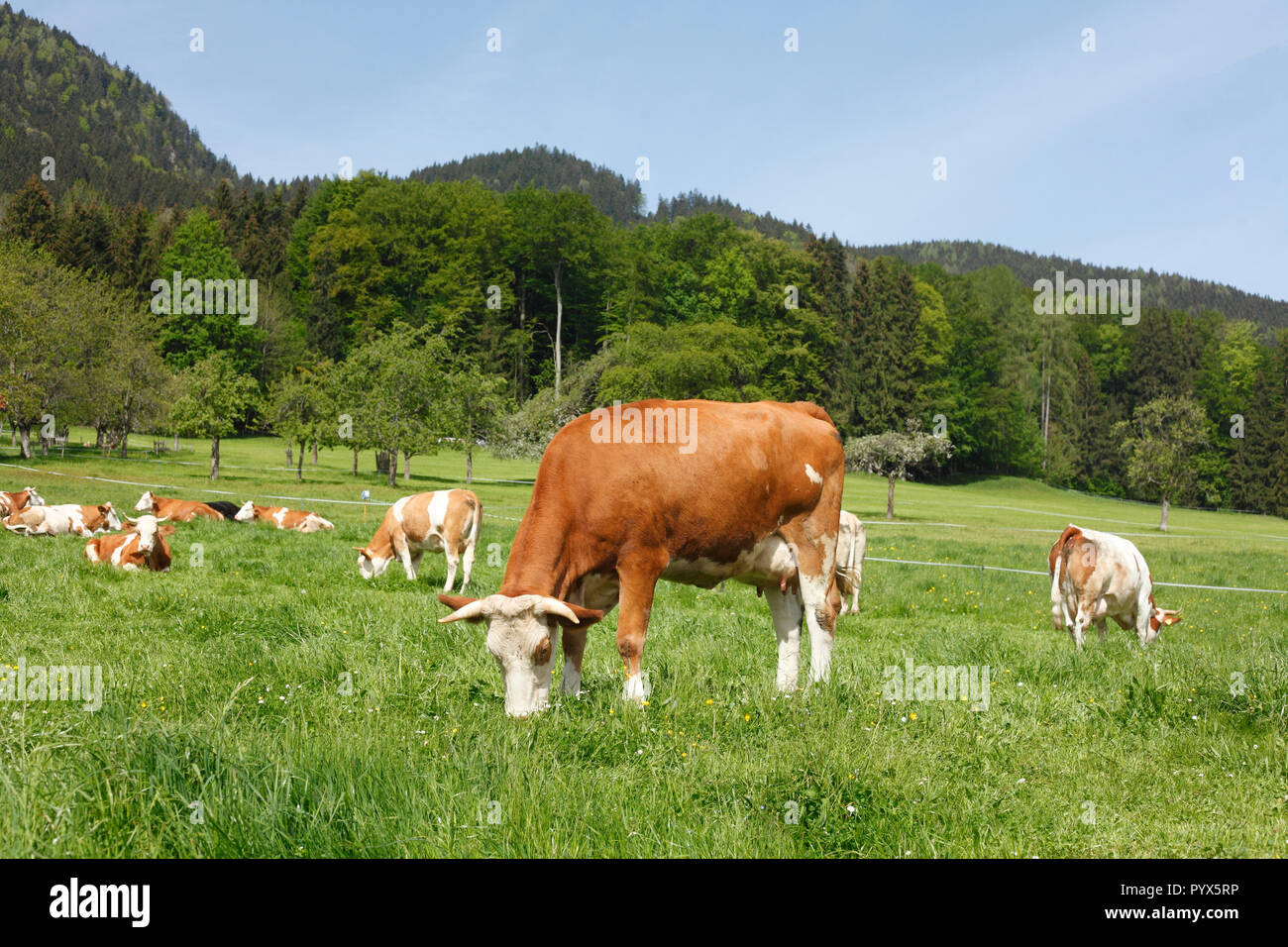 Kühe auf der Alm, St. Margarethen, Brannenburg, Oberbayern, Bayern ... Kühe auf der Alm, St. Margarethen, Brannenburg, Oberbayern, Bayern ...