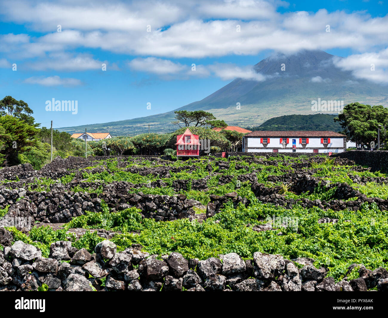 Bild der Berg Pico in Wolken mit Häusern und Weinberg auf der Insel ...