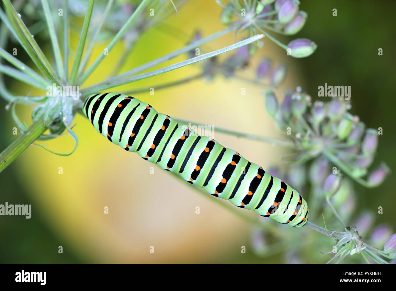 Schwalbenschwanzschmetterling raupe -Fotos und -Bildmaterial in hoher ...