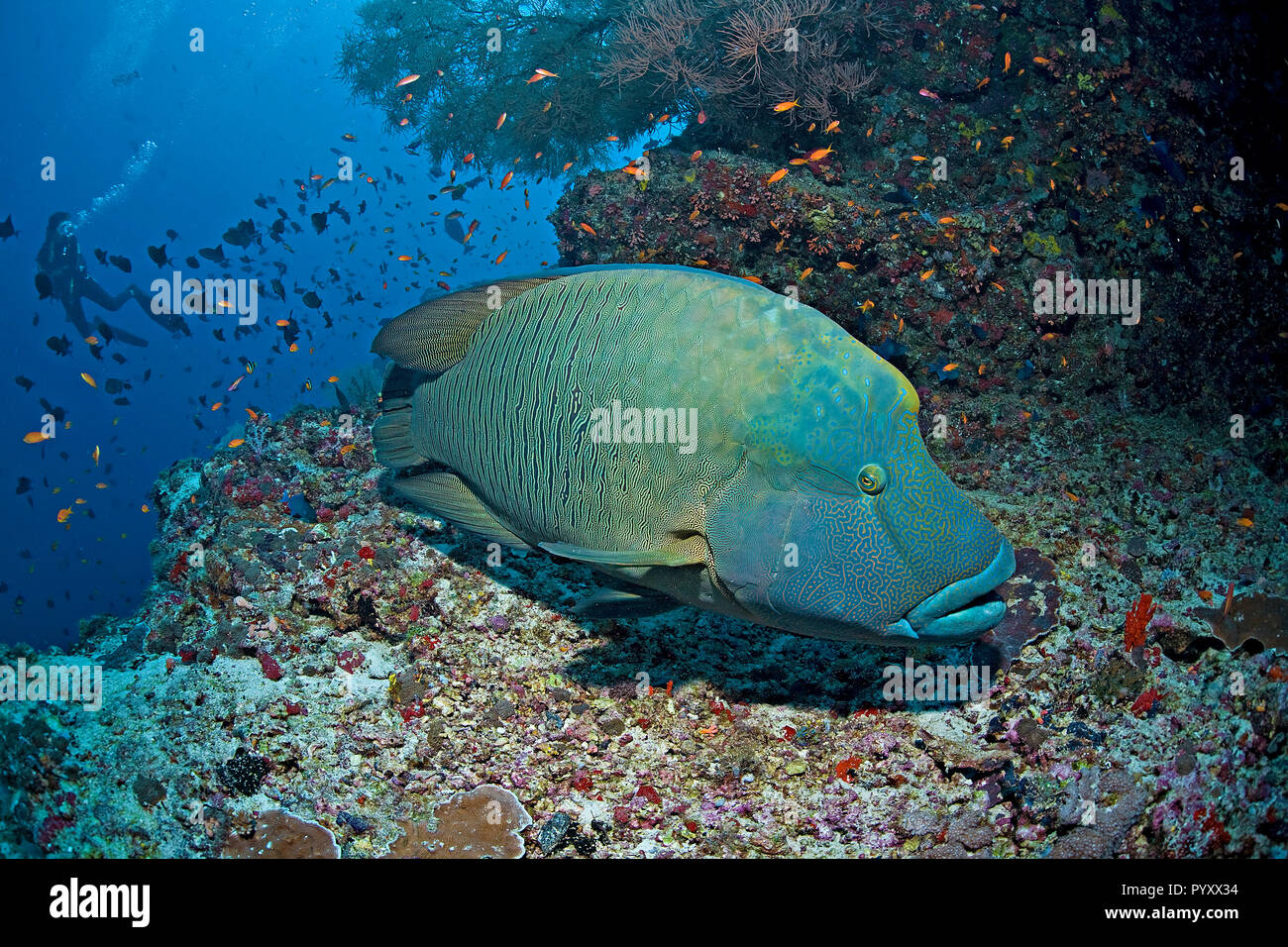 Napoleonfisch (Cheilinus undulatus), Malediven | Giant Lippfisch ...