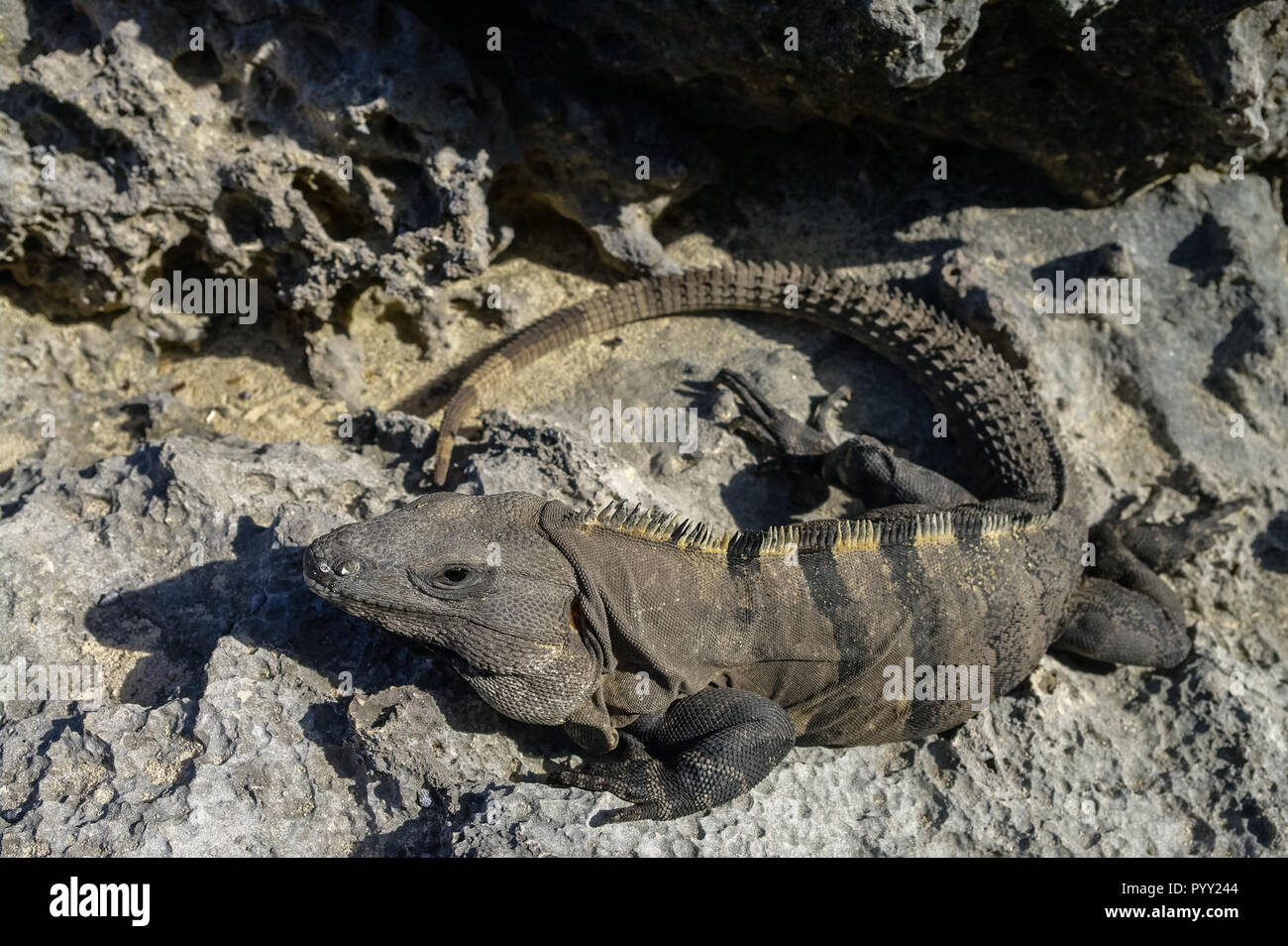 Leguan in riviera maya -Fotos und -Bildmaterial in hoher Auflösung – Alamy