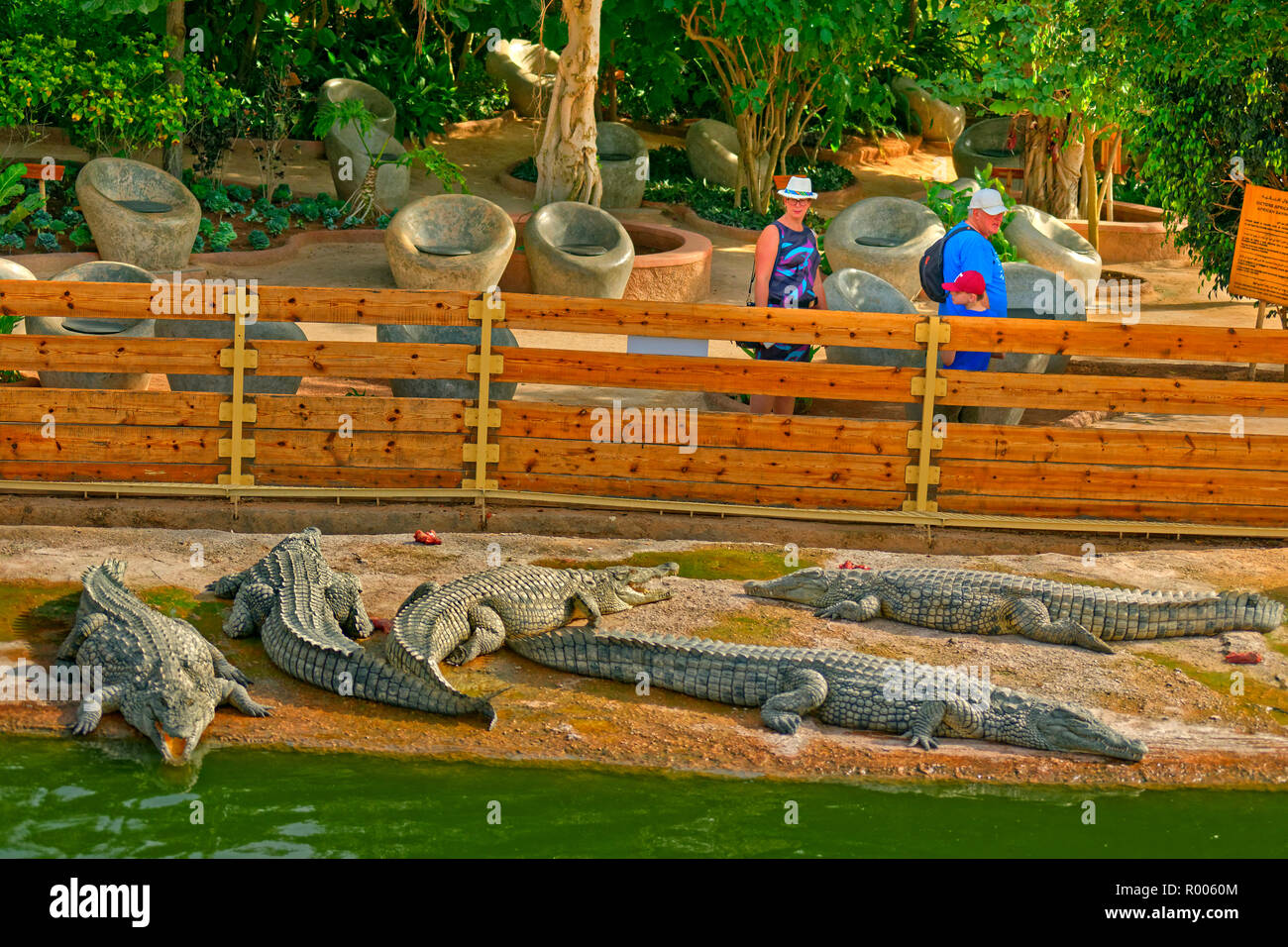 Krokodil zoo gehege -Fotos und -Bildmaterial in hoher Auflösung – Alamy