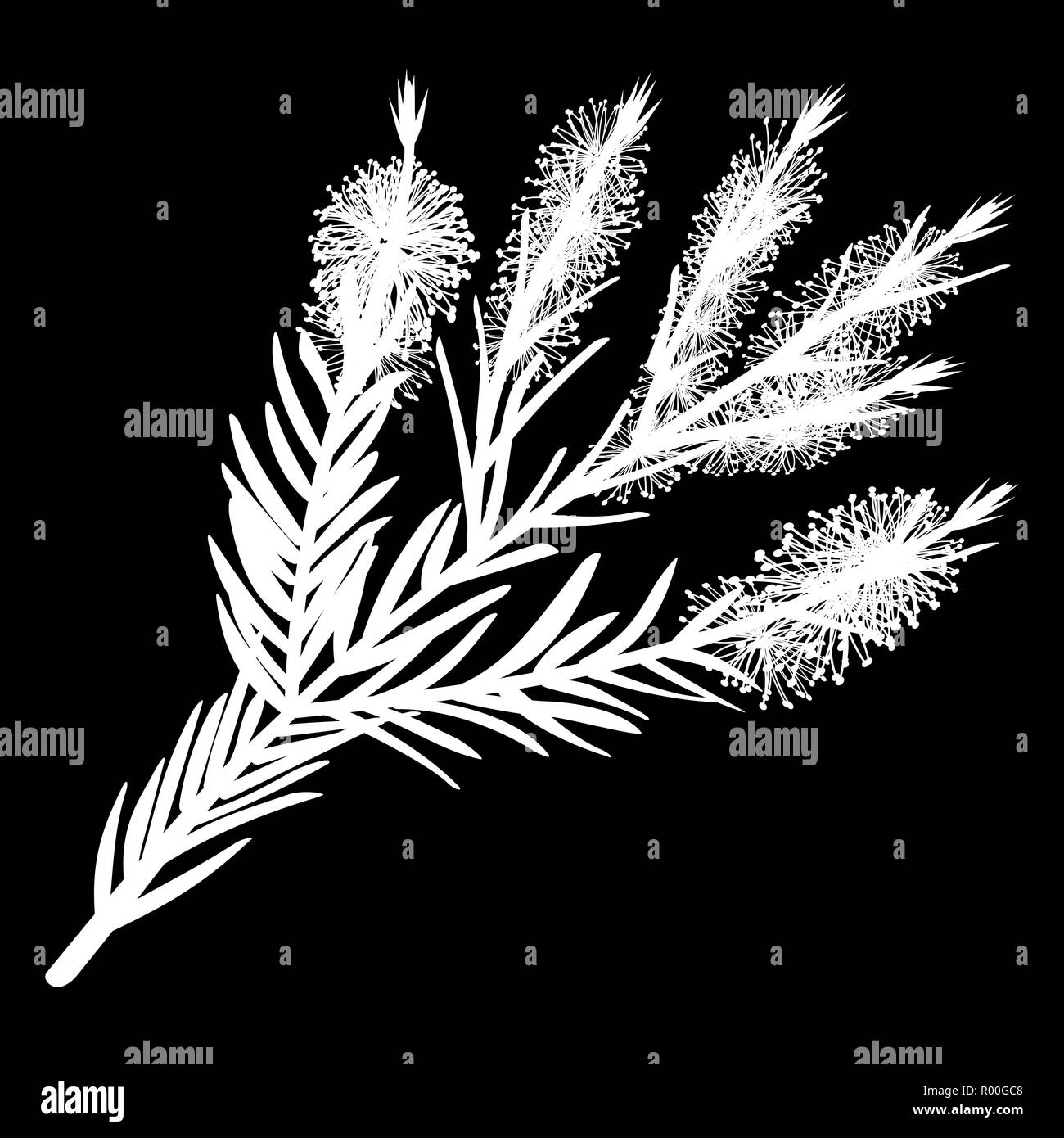 Melaleuca Zweigen. tea tree logo Symbol isoliert. weiße Silhouette ...