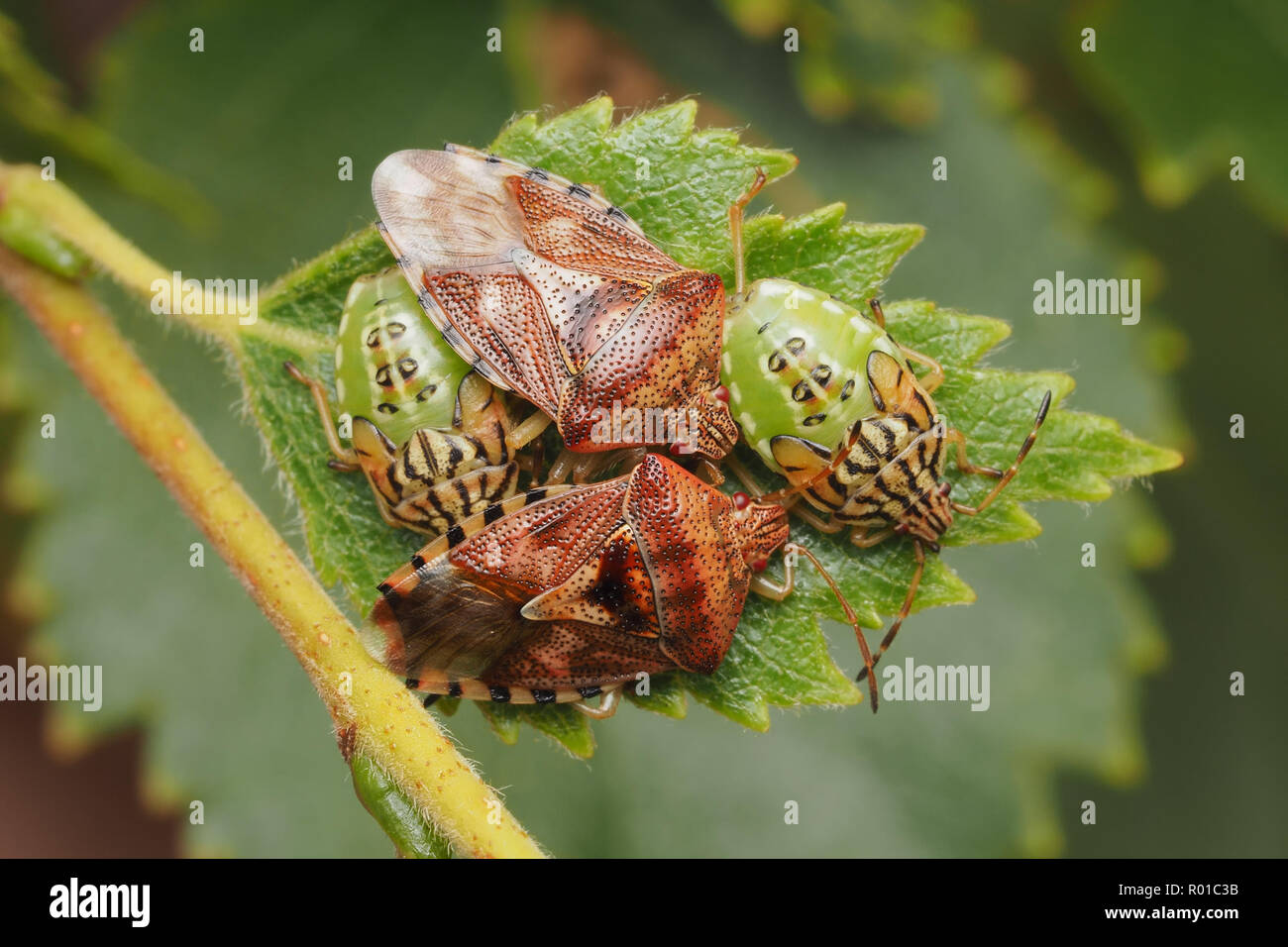 Eltern bug endstadium nymphen -Fotos und -Bildmaterial in hoher ...