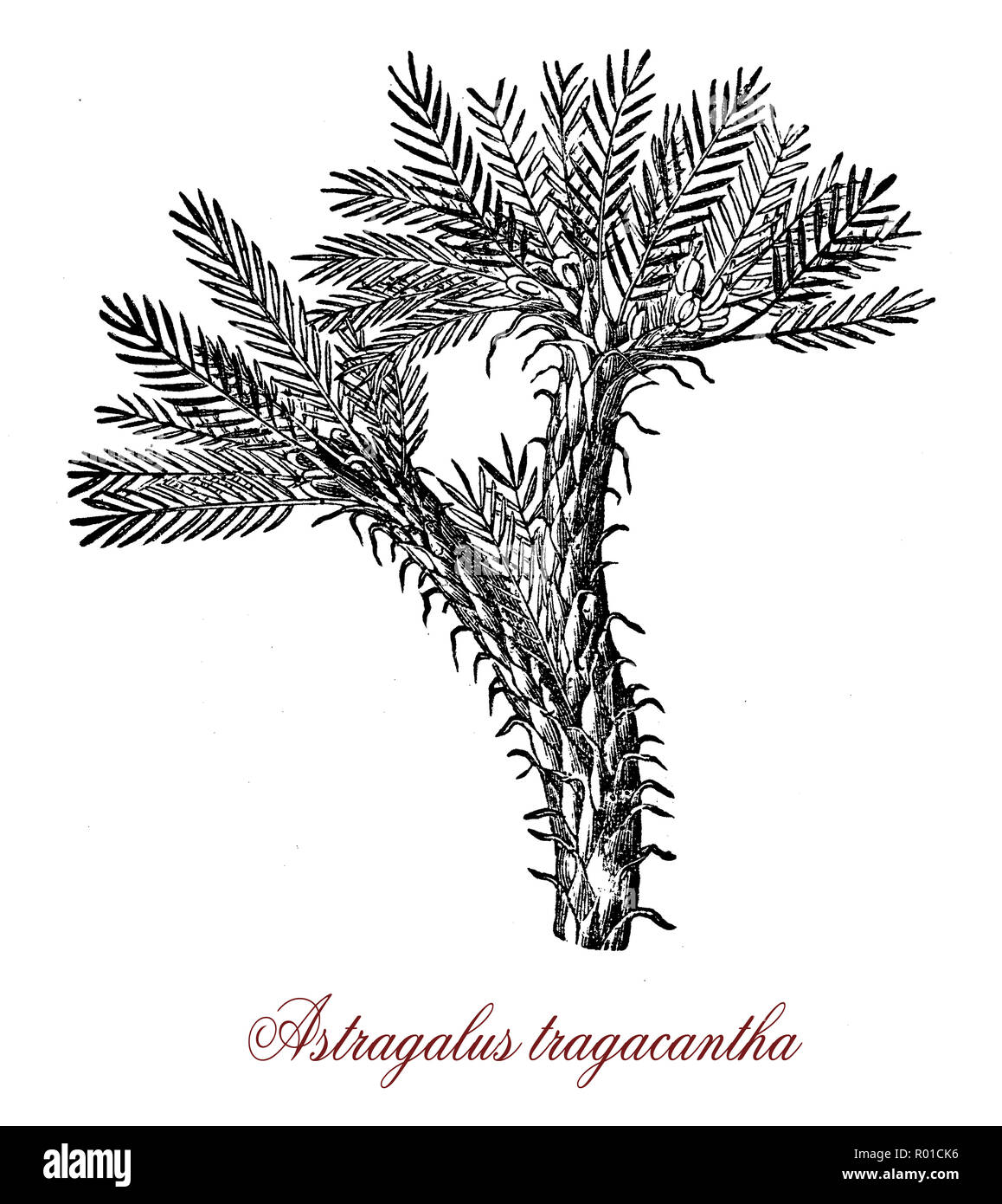 Gummi traganth -Fotos und -Bildmaterial in hoher Auflösung – Alamy