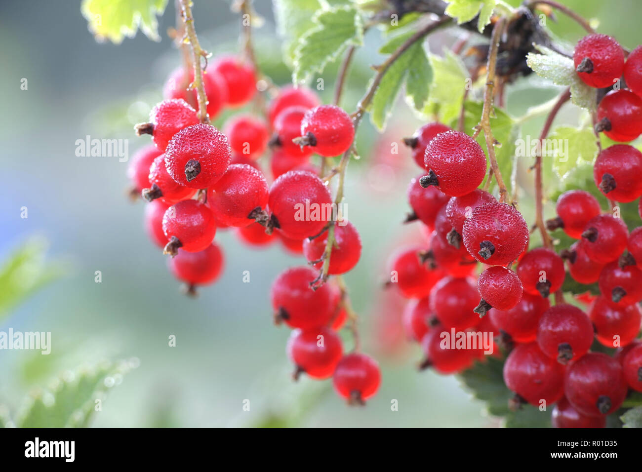 Johannisbeere beeren beere -Fotos und -Bildmaterial in hoher Auflösung ...