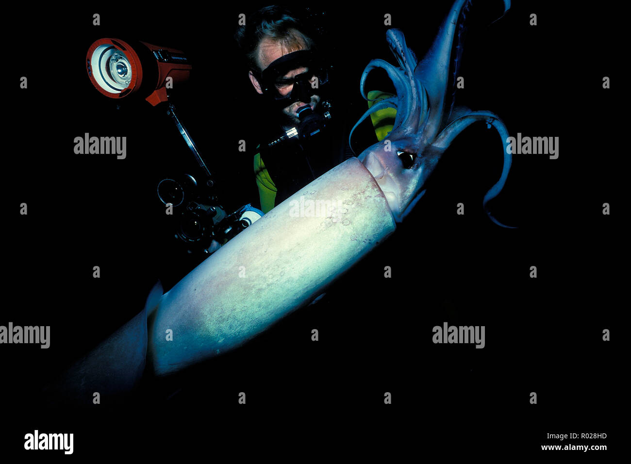 Humboldt Squid Dosidicus Gigas Sea Stockfotos und -bilder Kaufen - Alamy